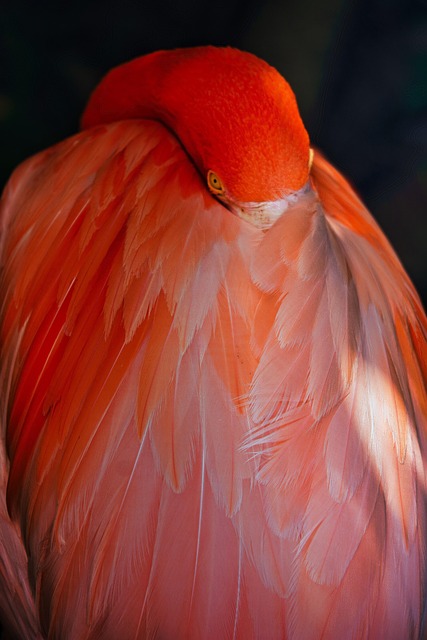 Flamingo Bird Wildlife - Free photo on Pixabay