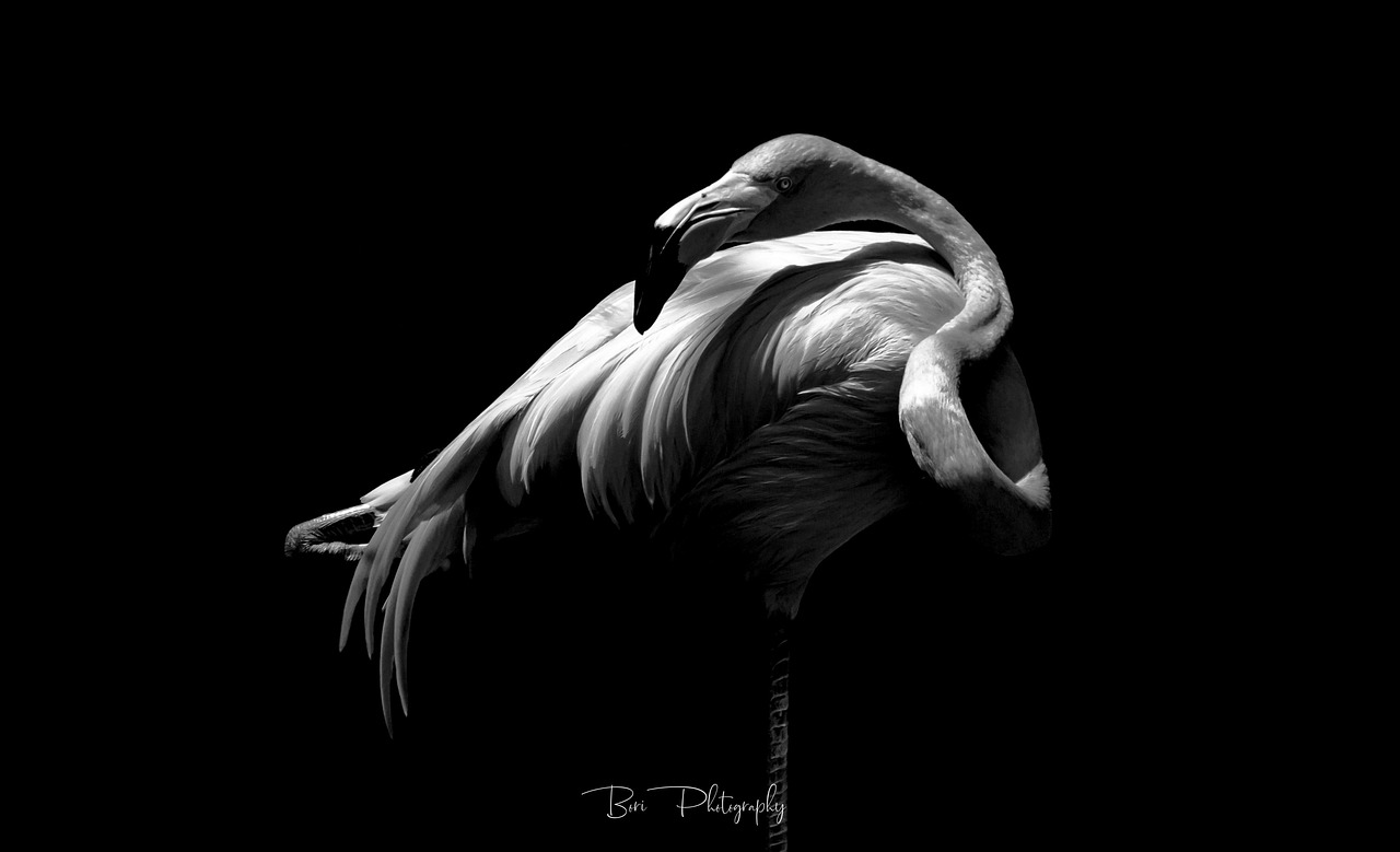 Black And White Monochrome Shadows - Free photo on Pixabay - Pixabay
