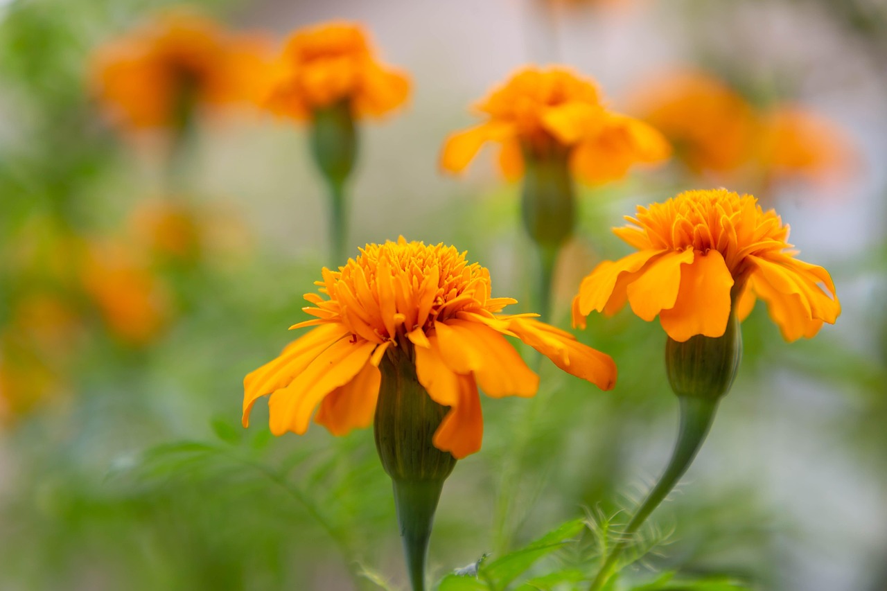 Bunga-Bunga Kelopak Bloom - Foto gratis di Pixabay - Pixabay