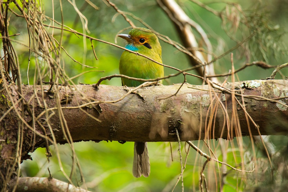 Nature Bird Momoto - Free photo on Pixabay - Pixabay