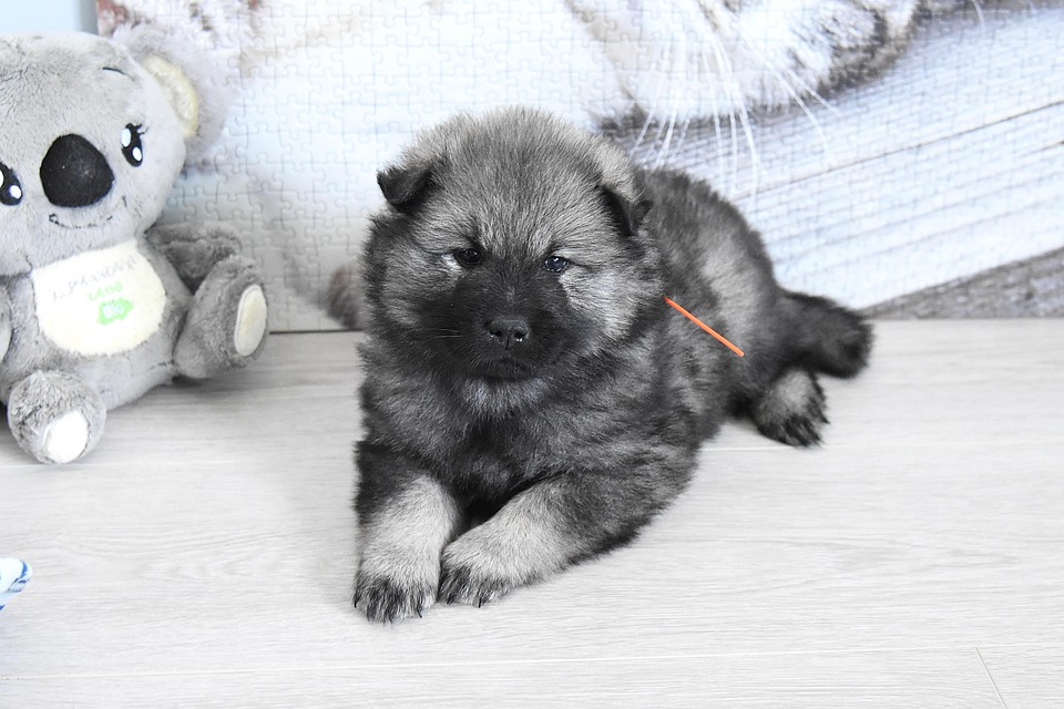 Eurasier Puppy Dog Baby - Free photo on Pixabay