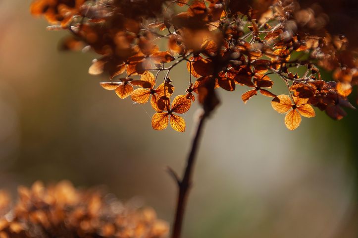 超过 30000 张关于“Tree Planting”和“植物”的免费图片 - Pixabay
