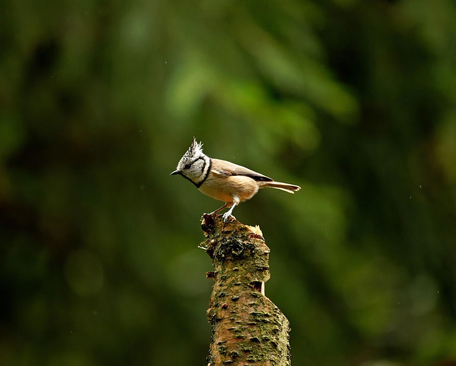 Bird Perched Tit Free Photo On Pixabay