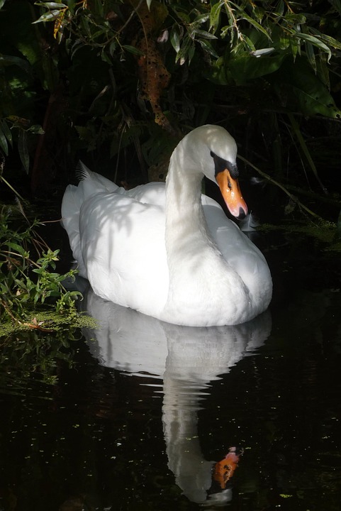Swan Waterfowl Shadow - Free photo on Pixabay