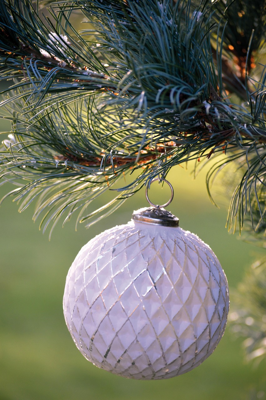 Conifer Fir Tree Christmas - Free photo on Pixabay