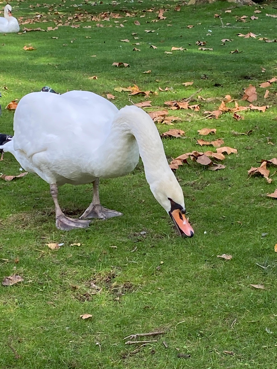 Swan Bird Animal - Free photo on Pixabay - Pixabay