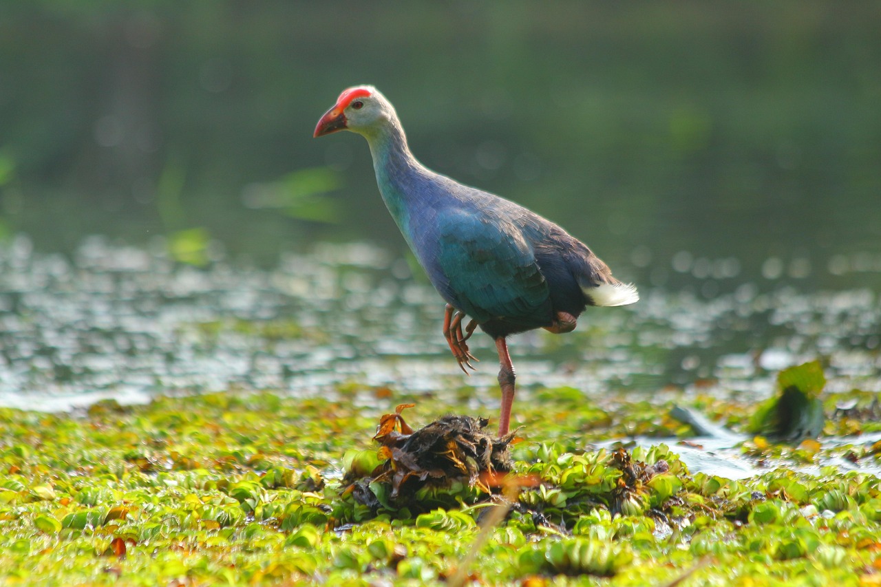 2,000+ Free Swamps & Nature Photos - Pixabay