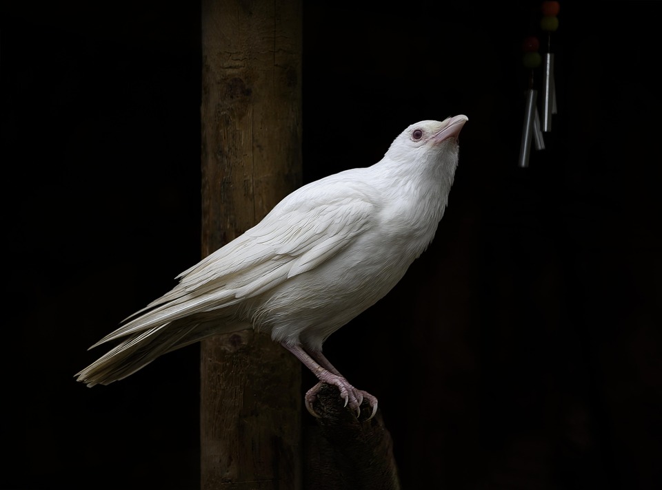 Burung Gagak Putih Di Dada