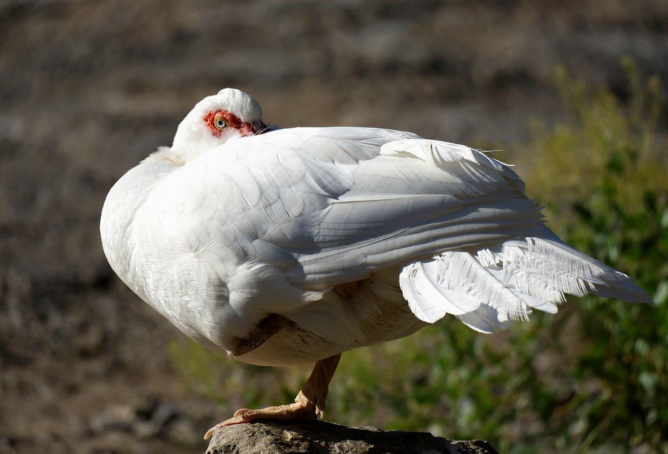 Bebek Burung Unggas Air - Foto gratis di Pixabay