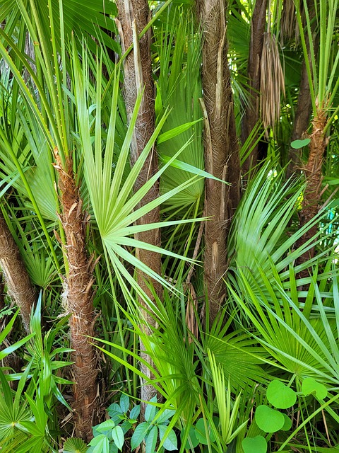 Palma Flora Fauna - Foto gratuita no Pixabay