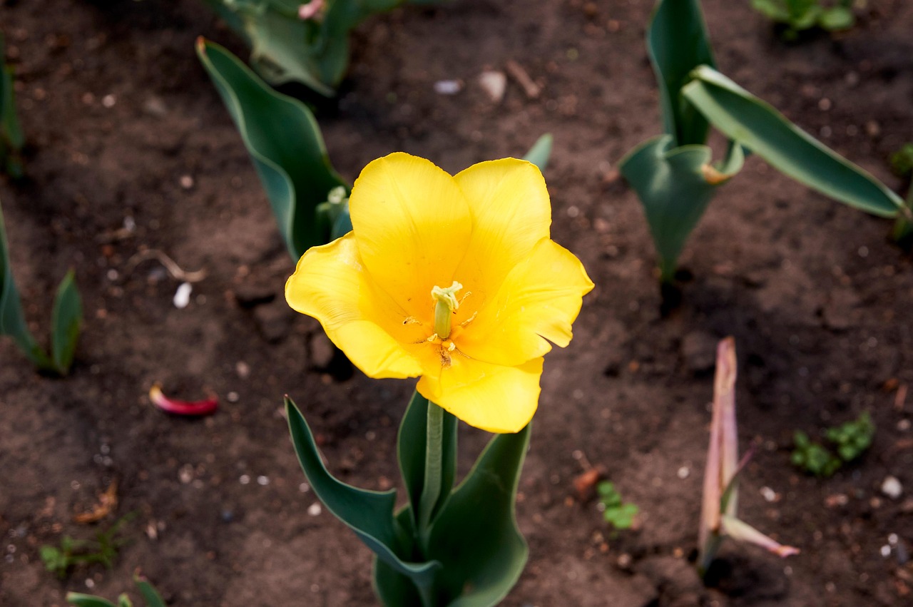 Tulip Flower Plant Yellow - Free photo on Pixabay - Pixabay