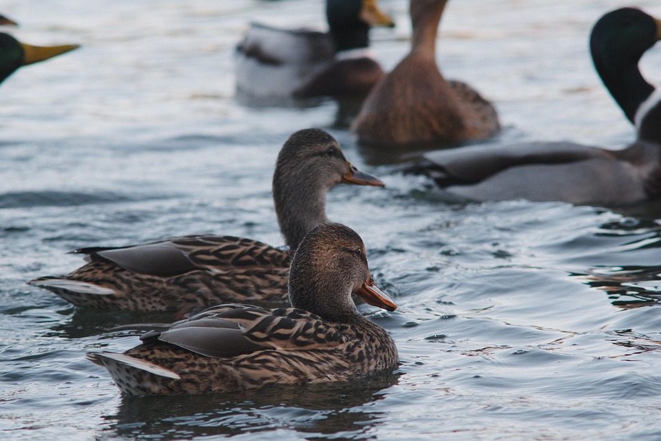Lake Birds Autumn - Free photo on Pixabay