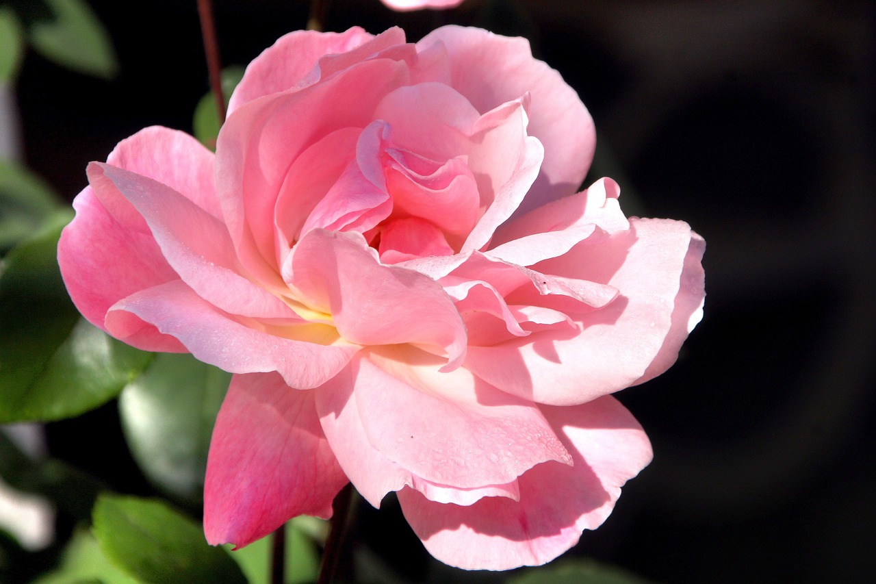 Der Herbst Blütenblätter Rose - Kostenloses Foto auf Pixabay - Pixabay