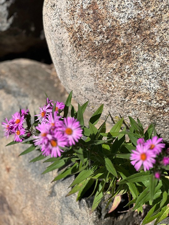 Pink Flower Summer Free Photo On Pixabay Pixabay