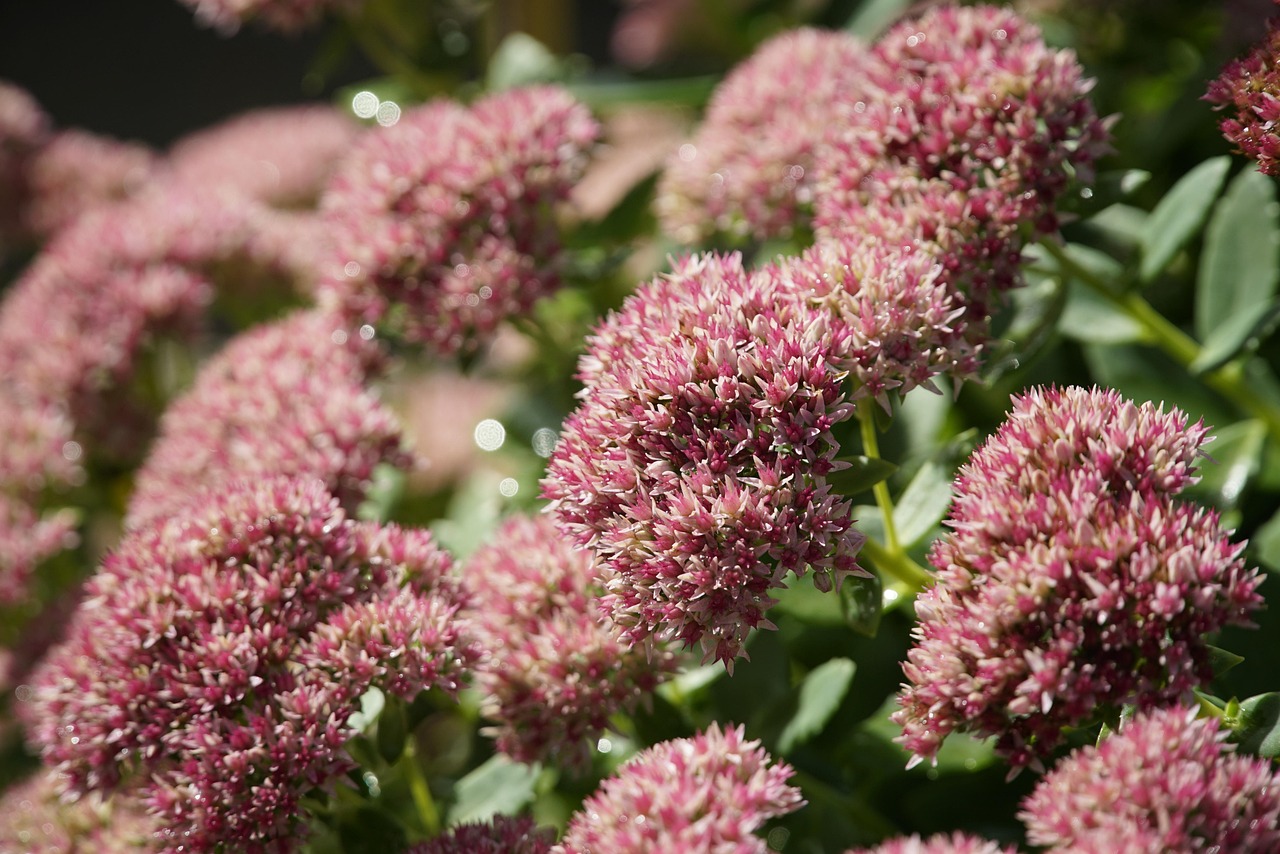 Sedum Blumen Fetthenne - Kostenloses Foto auf Pixabay