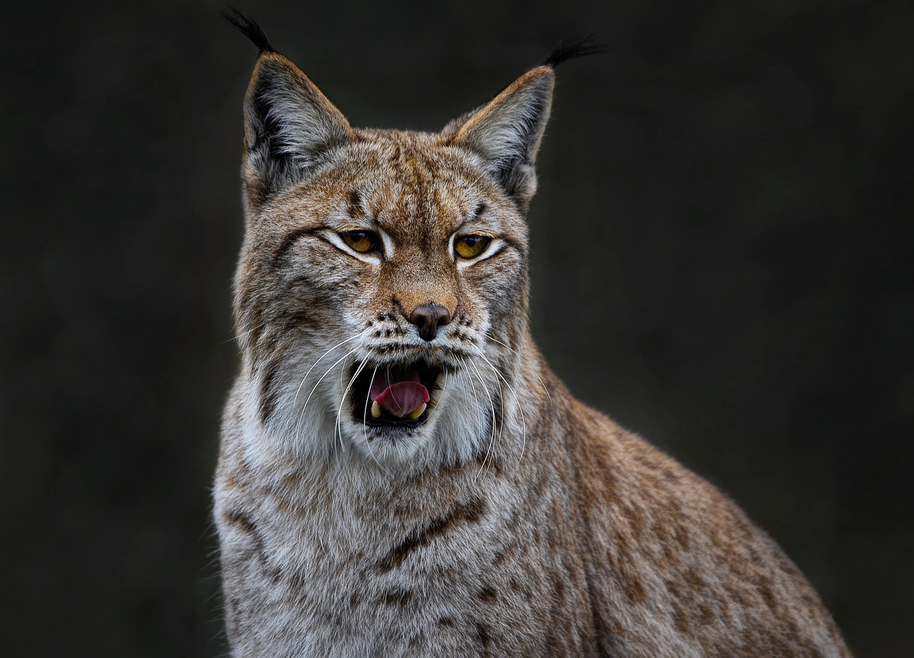 Eurasian Lynx European - Free photo on Pixabay - Pixabay