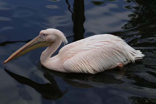40+ Free 펠리칸 & Pelican Images - Pixabay