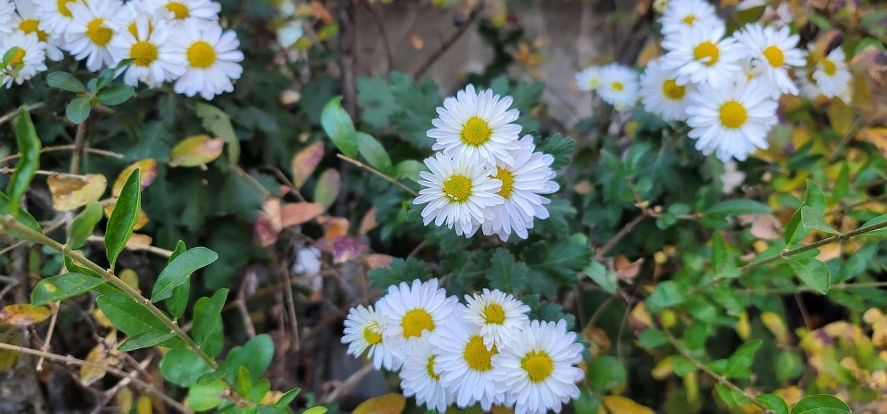 Schone Chrysanthemum Indicum Winterhart Bilder
