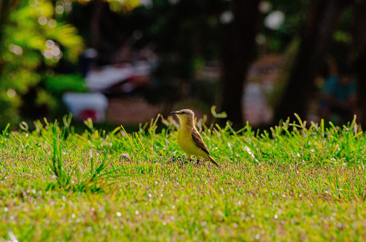 Bird Bemtevi Spring - Free photo on Pixabay - Pixabay