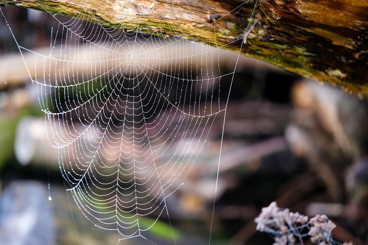 4,000+ Free Spider Web & Spider Images - Pixabay