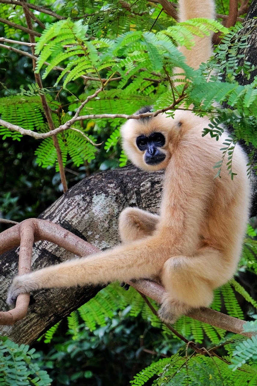Singe Primate La Nature - Photo gratuite sur Pixabay - Pixabay