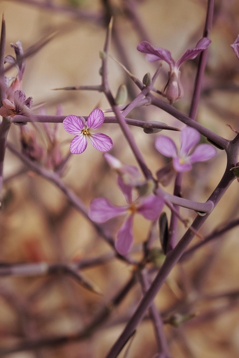 Flower Wildflowers Thorn - Free photo on Pixabay