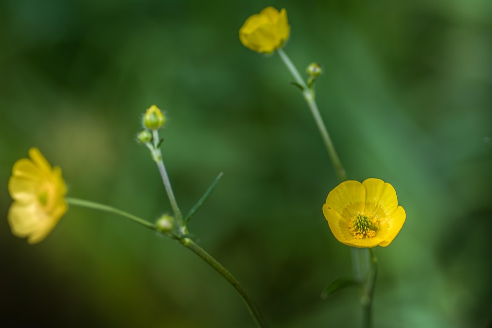 Bouton D'Or Jaune Vert - Photo gratuite sur Pixabay