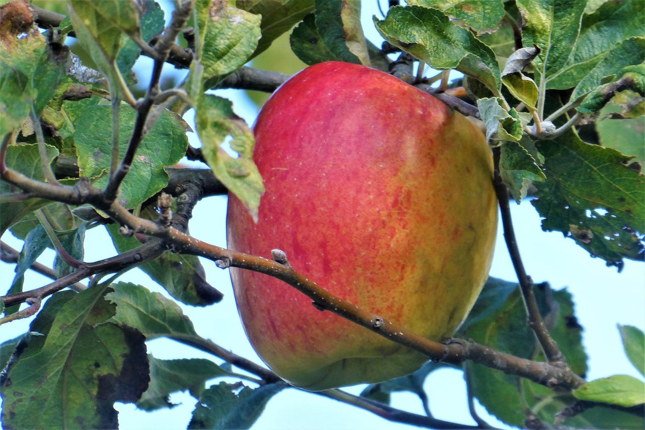 Apple Tree Fruit - Free photo on Pixabay - Pixabay