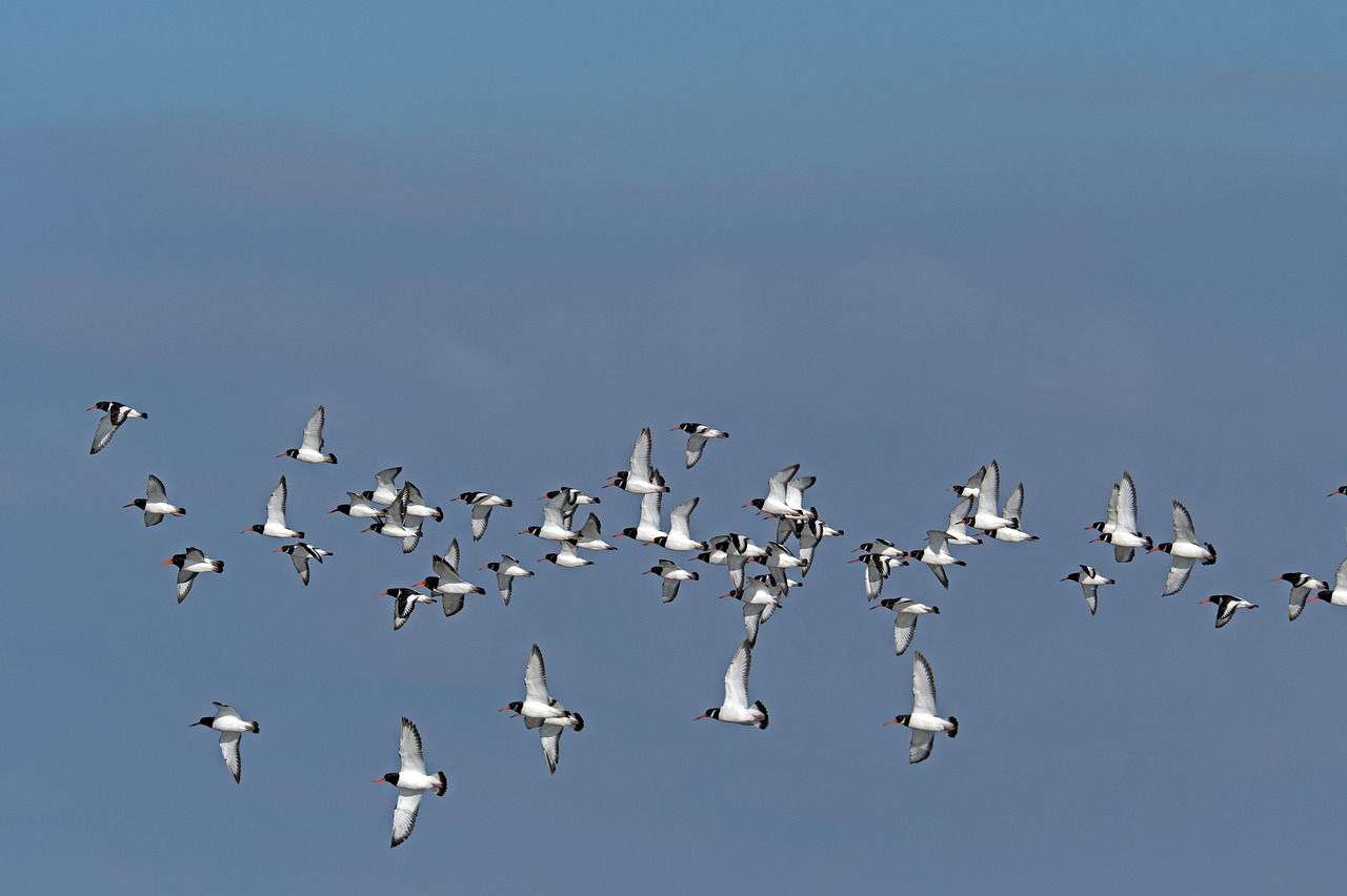 Birds Nature Wading - Free photo on Pixabay - Pixabay