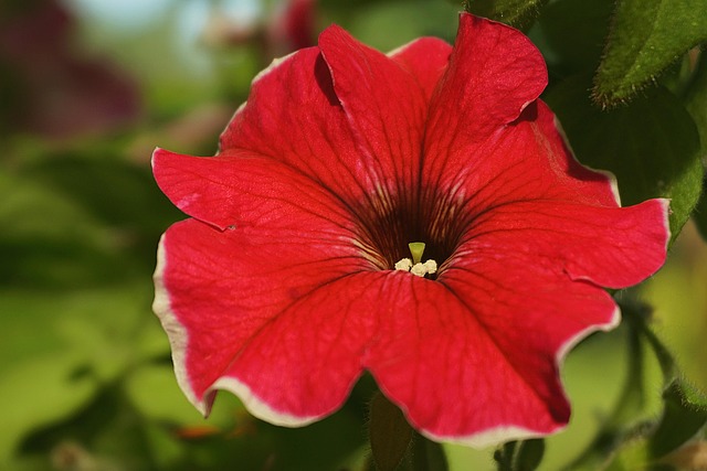 Surfinia Planta Ornamental Flor De - Foto gratuita no Pixabay