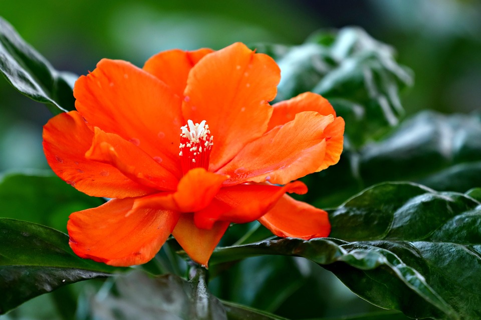 Flower Flora Pereskia - Free photo on Pixabay - Pixabay