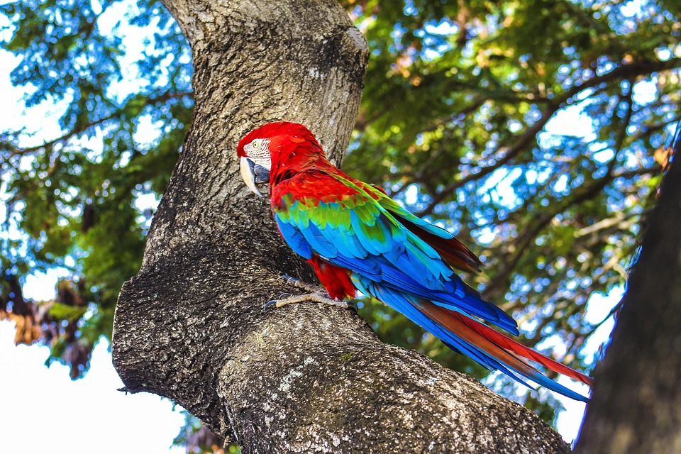 Bird Arara Feathers - Free photo on Pixabay