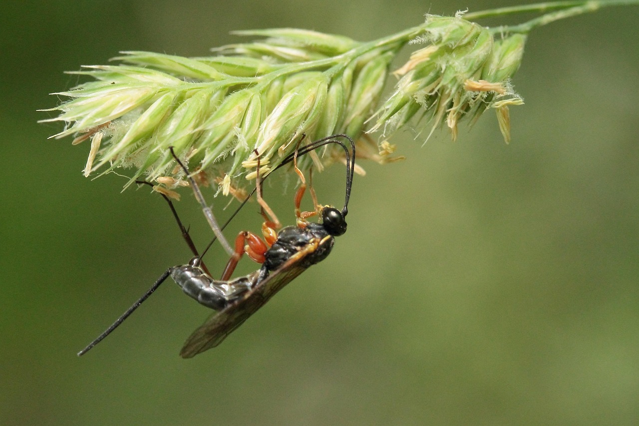 Wasp Insect Plant - Free photo on Pixabay