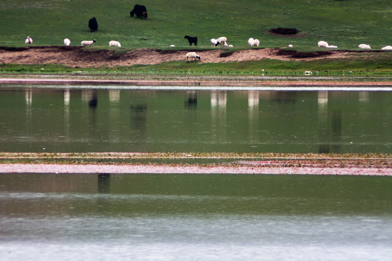 Lac Bétail Animal - Photo gratuite sur Pixabay - Pixabay