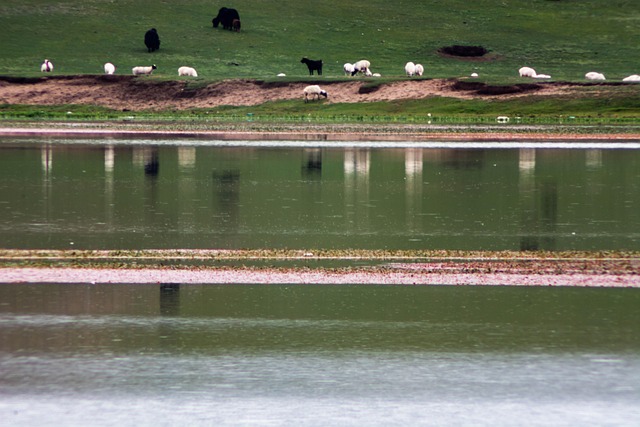 Lac Bétail Animal - Photo gratuite sur Pixabay - Pixabay