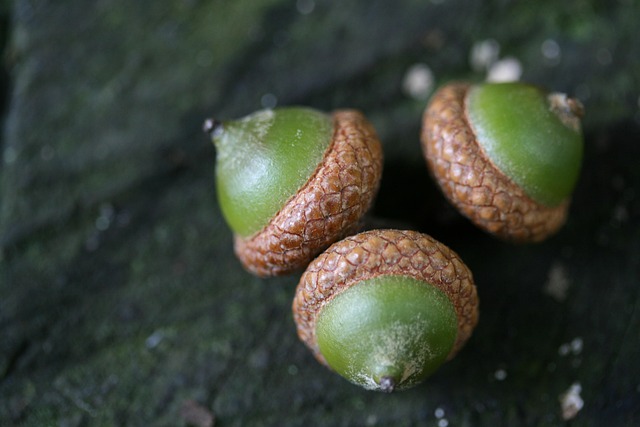 Acorns Tree Fruit - Free photo on Pixabay