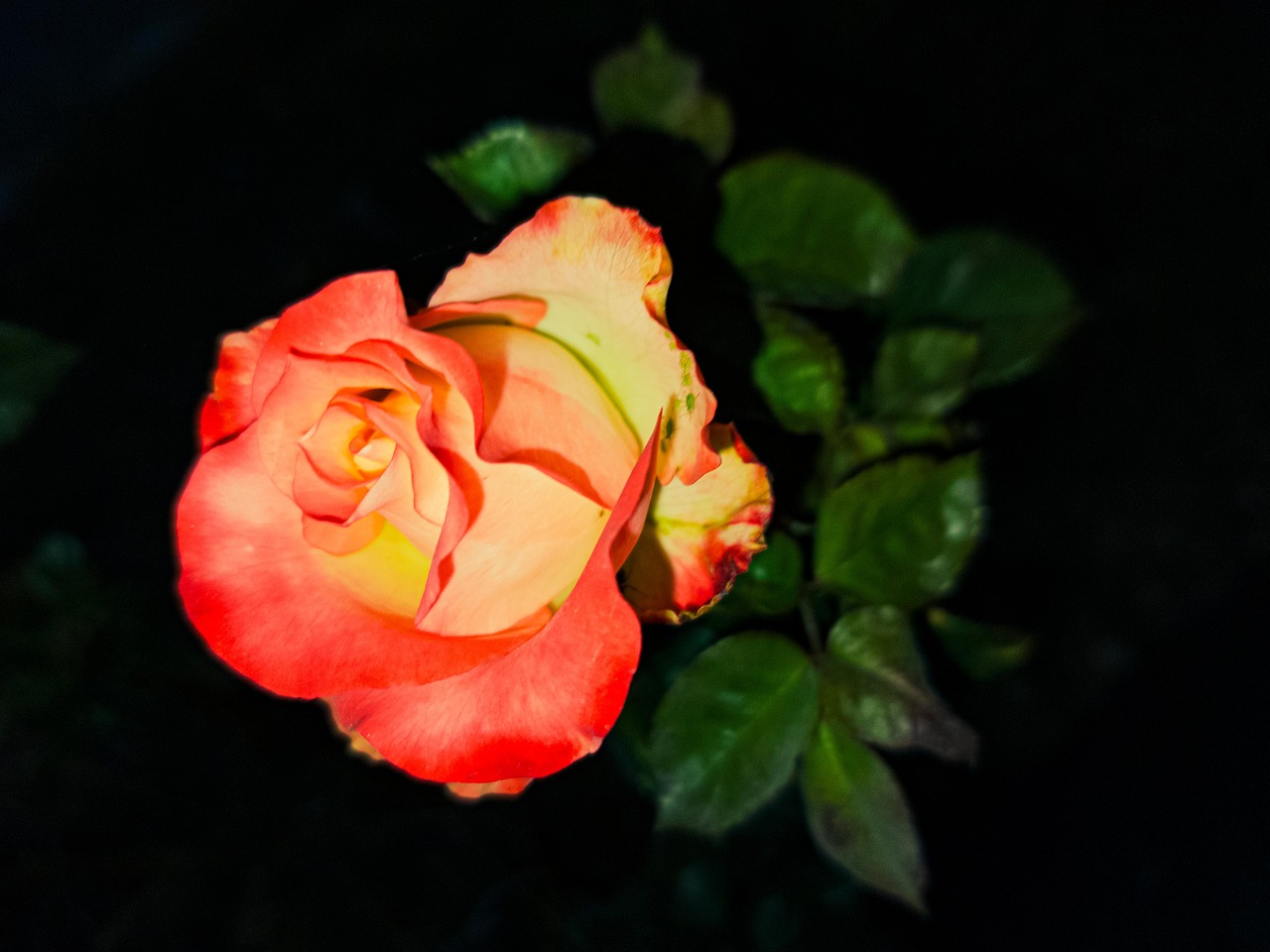 Blomma Reste Sig Natur - Gratis foto på Pixabay