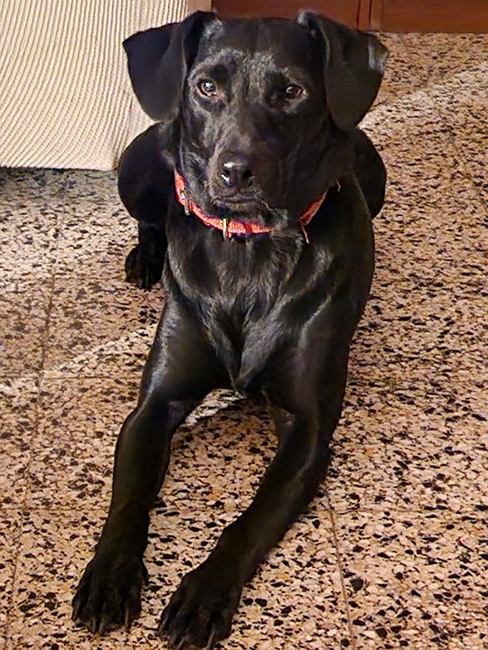 Dog Mascot Labrador - Free photo on Pixabay - Pixabay