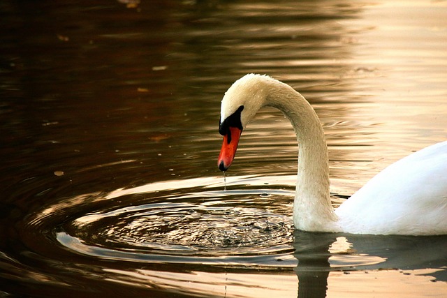 Zwaan Vogel Watervogel - Gratis foto op Pixabay - Pixabay