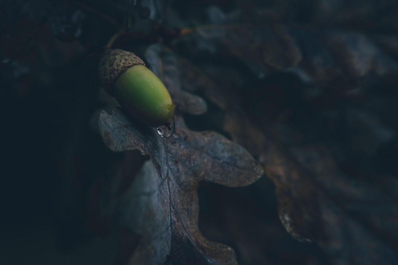 Biji Pohon Ek Oak Setelah - Foto gratis di Pixabay - Pixabay