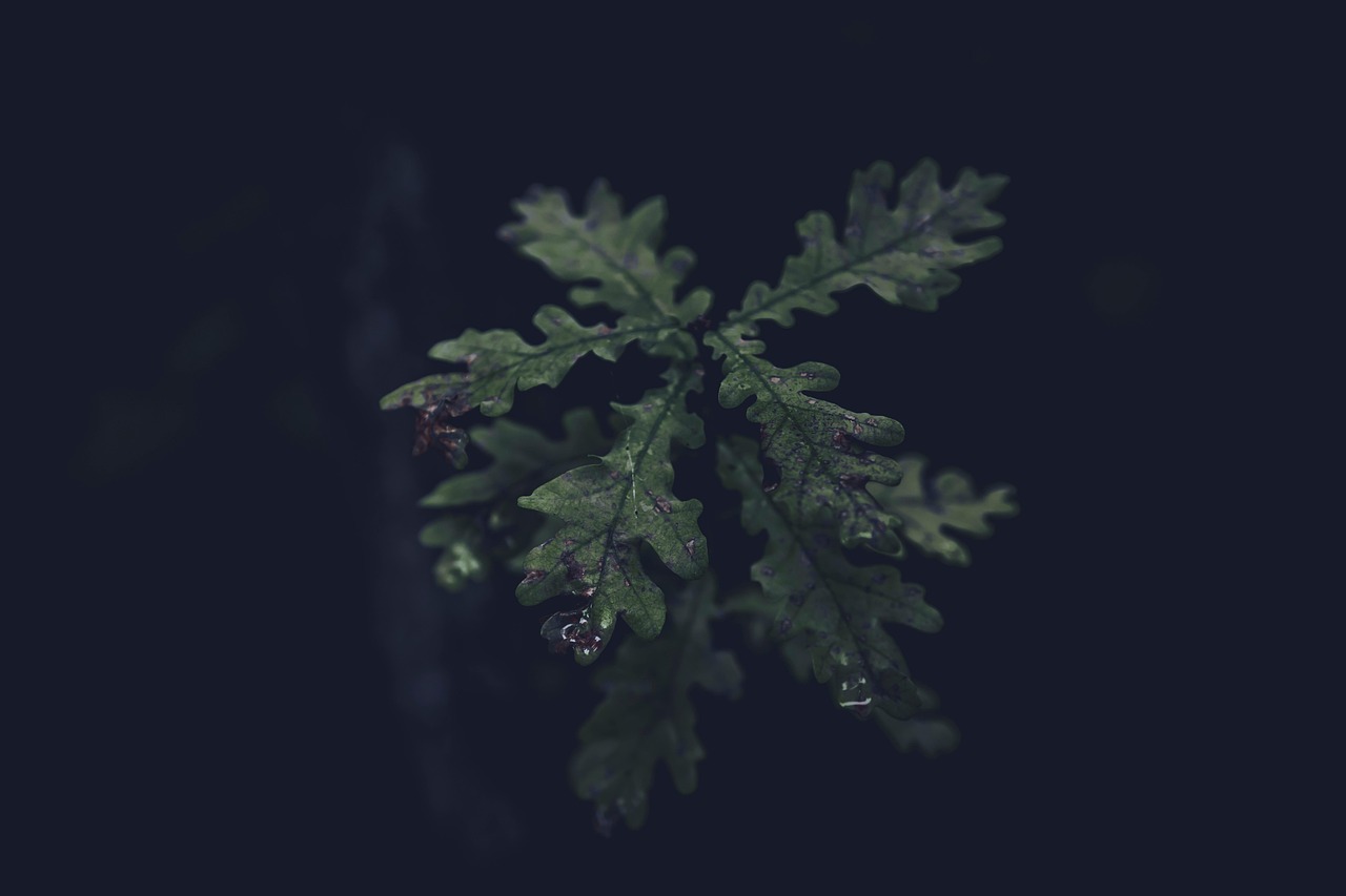 Cabang Pohon Ek Oak Muda Mudah - Foto gratis di Pixabay - Pixabay