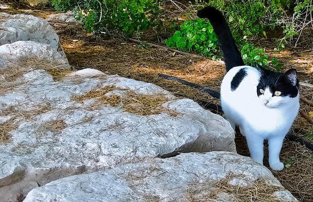 Cat Feline Animals - Free photo on Pixabay - Pixabay