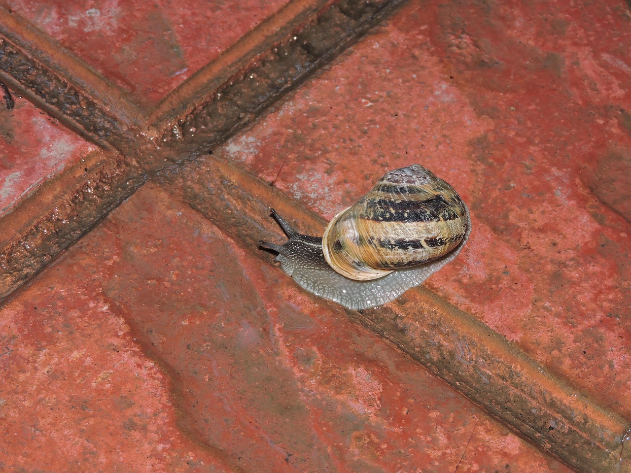 Escargot Nature - Photo gratuite sur Pixabay - Pixabay