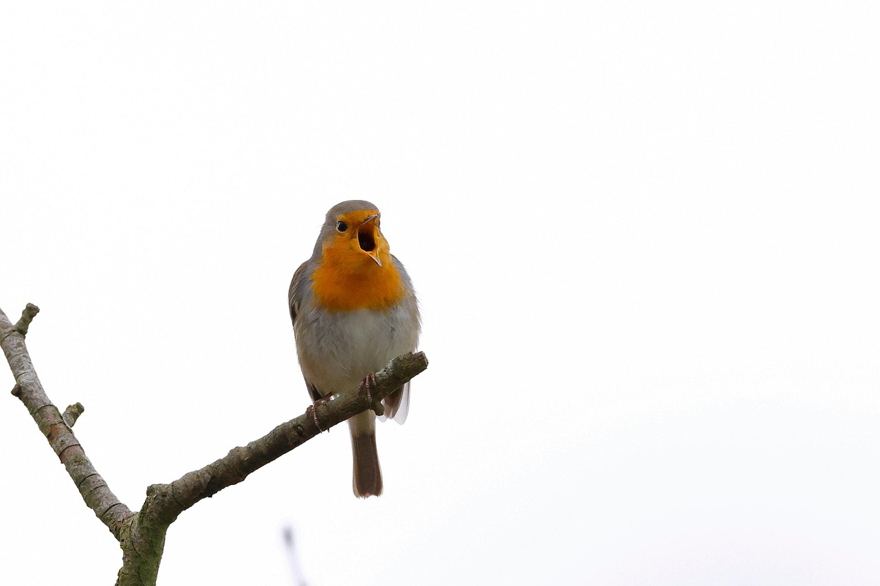 European Robin Redbreast - Free photo on Pixabay - Pixabay