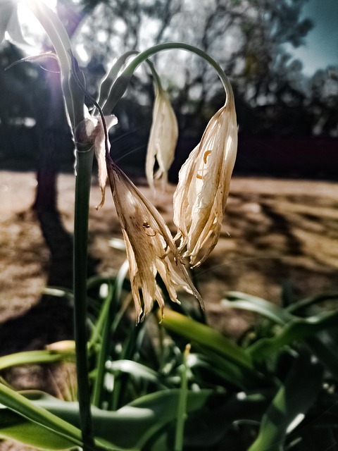 Plantar Flor Natureza - Foto gratuita no Pixabay - Pixabay