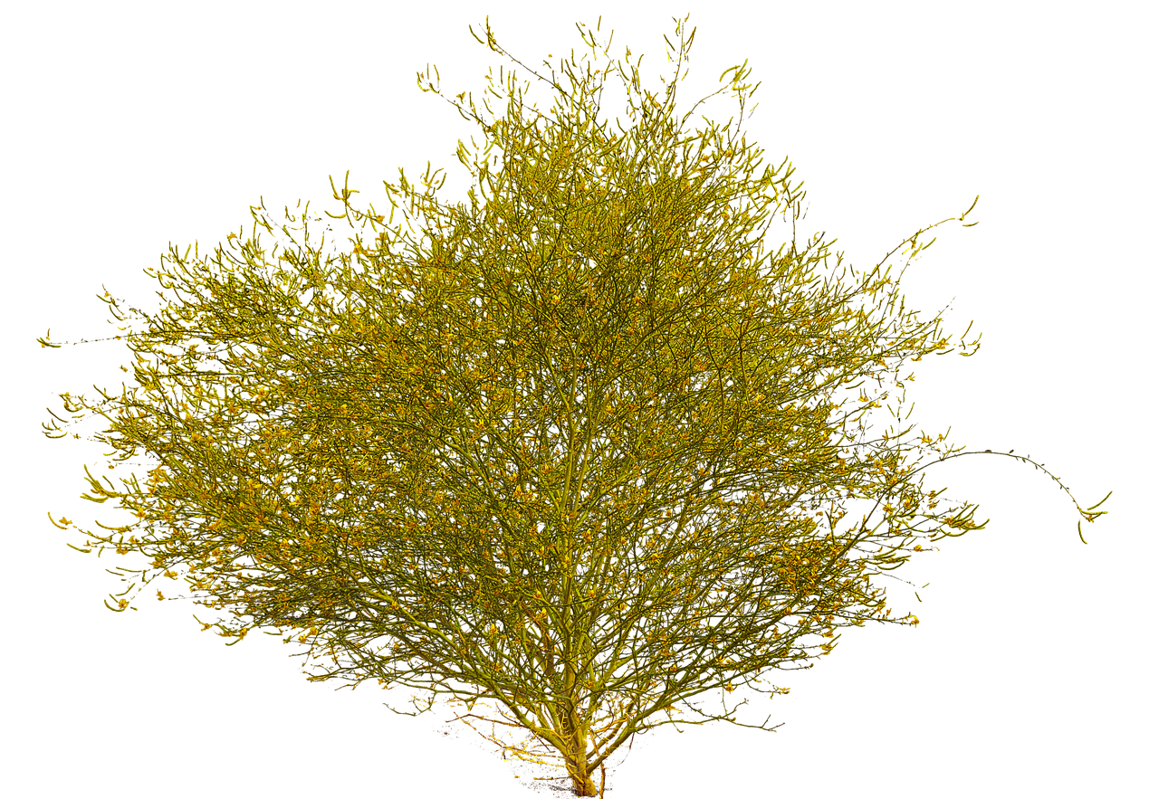 Arbusto Floración Flores - Imagen gratis en Pixabay - Pixabay