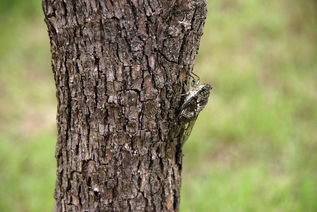 Cicada Insects Animal - Free photo on Pixabay
