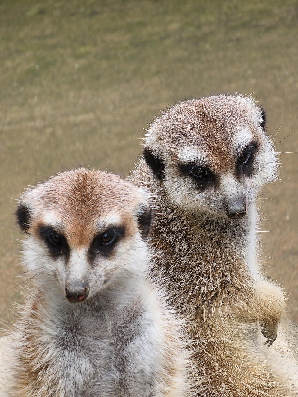 Animal Suricata Mamífero - Foto gratuita no Pixabay - Pixabay