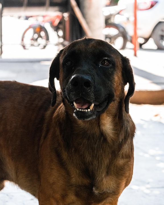 Dog Mascot Animal - Free photo on Pixabay - Pixabay
