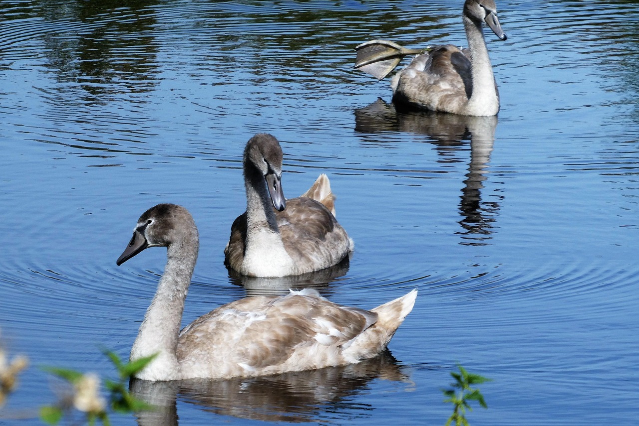 Swans Birds Cygnets Wild - Free photo on Pixabay